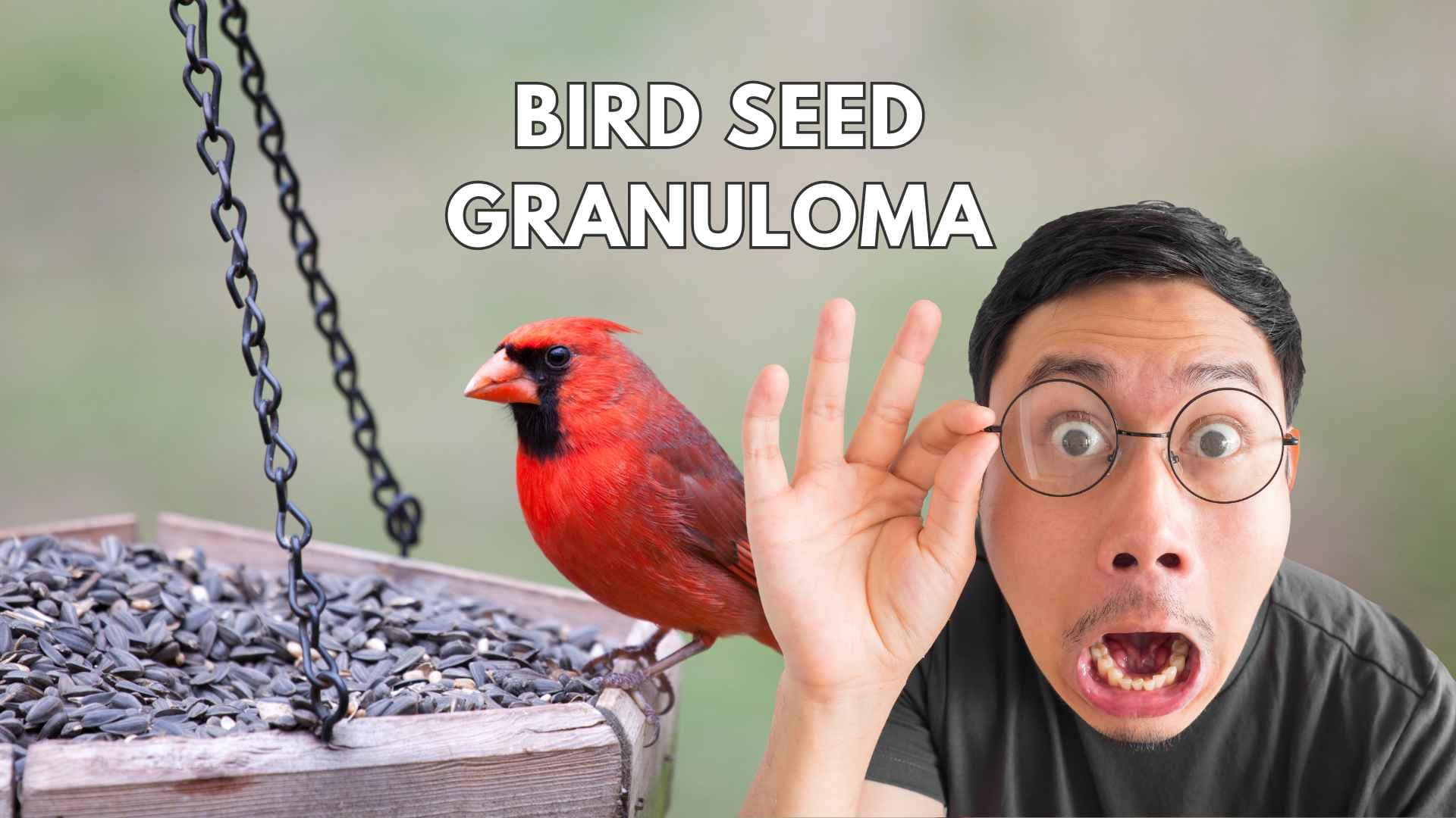 Bird seed granuloma - Corneal Surgery